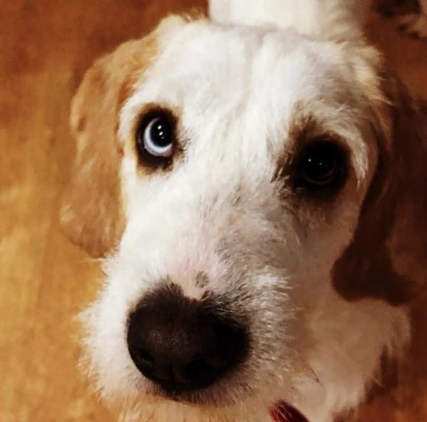 24 Brussels Griffon Mix Breeds – The Popular and Adorable Hybrid Dogs ...