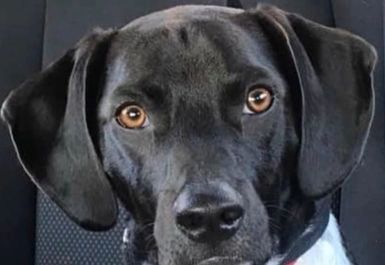 8 Times Pointers Mixed With Other Breeds - PetPress