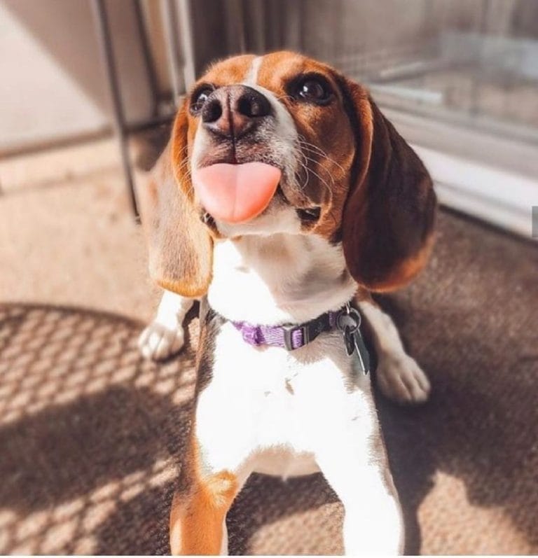 14 Funny Beagles Who Will Make You Smile - Page 2 of 3 - PetPress
