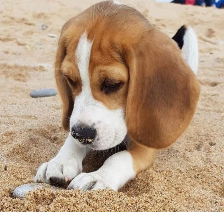 14 Funny Beagles Who Will Make You Smile - Page 2 of 3 - PetPress