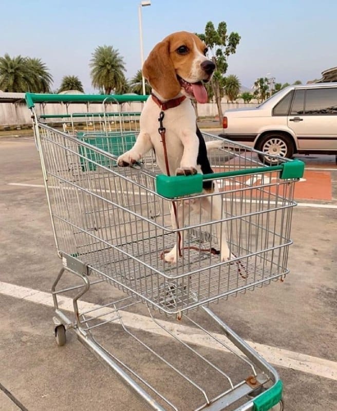 14 Funny Beagles Who Will Make You Smile - Page 3 of 3 - PetPress