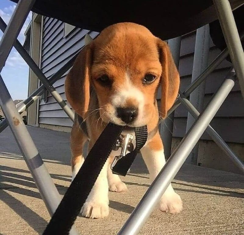 14 Beagles are So Happy You Can’t Help But Smile - PetPress