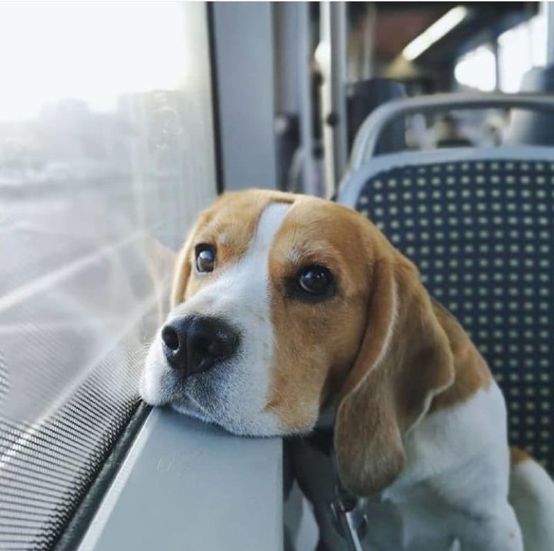 14 Beagles are So Happy You Can’t Help But Smile - PetPress