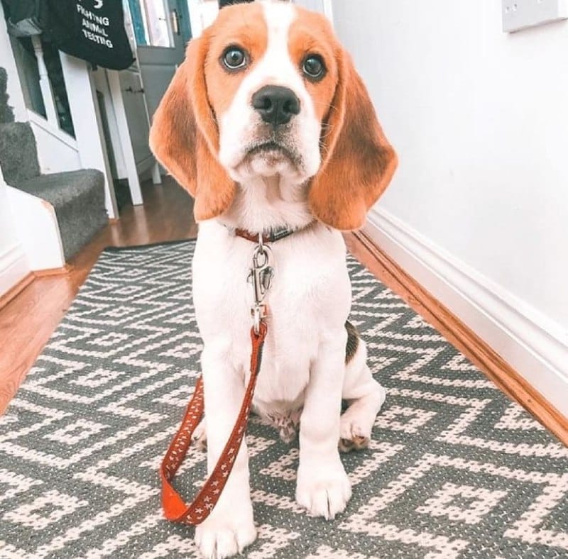 14 Funny Beagles Who Will Make You Smile - PetPress