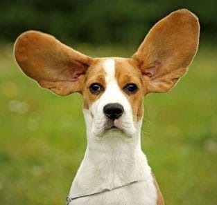 14 Lovely Beagle Pics To Prove That They Are The Best - PetPress