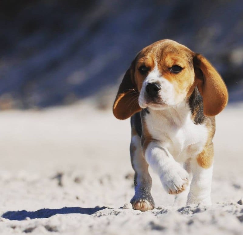 14 Lovely Beagle Pics To Prove That They Are The Best - PetPress