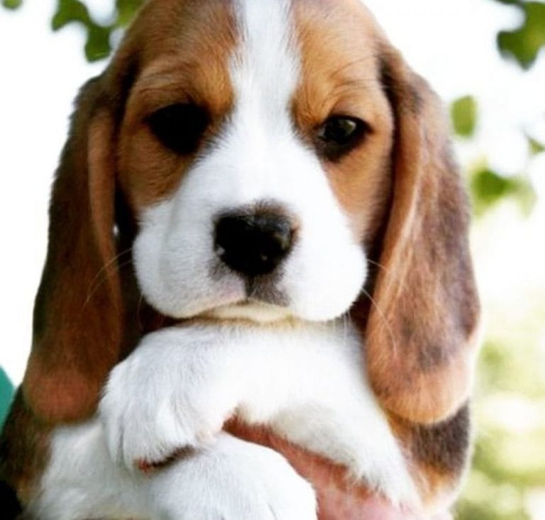 14 Lovely Beagle Pics To Prove That They Are The Best - PetPress
