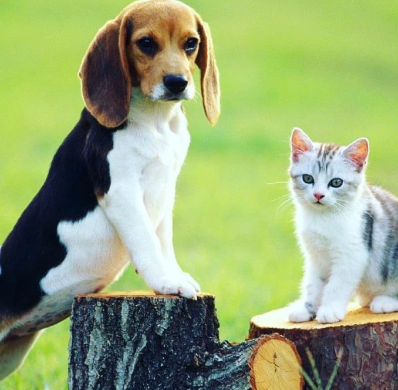 14 Lovely Beagle Pics To Prove That They Are The Best - PetPress