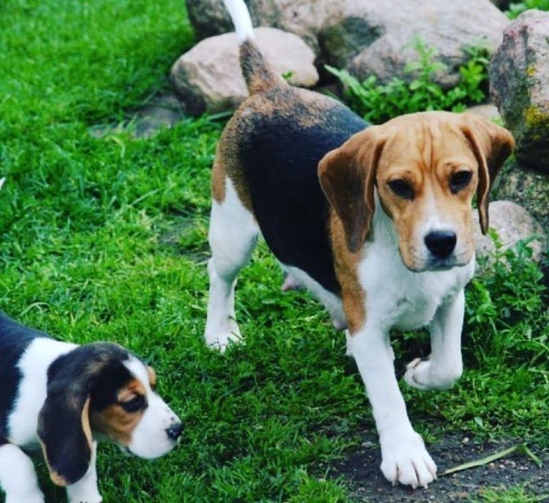 14 Lovely Beagle Pics To Prove That They Are The Best - Page 2 of 4 ...