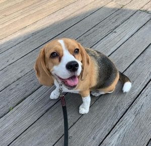 14 Funny Beagles Who Will Make You Smile - PetPress