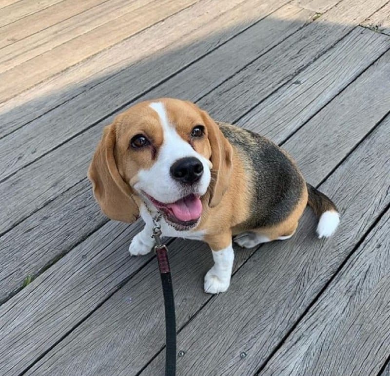 14 Funny Beagles Who Will Make You Smile - PetPress