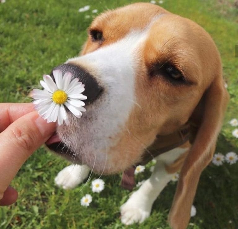 14 Funny Beagles Who Will Make You Smile - Page 2 of 3 - PetPress