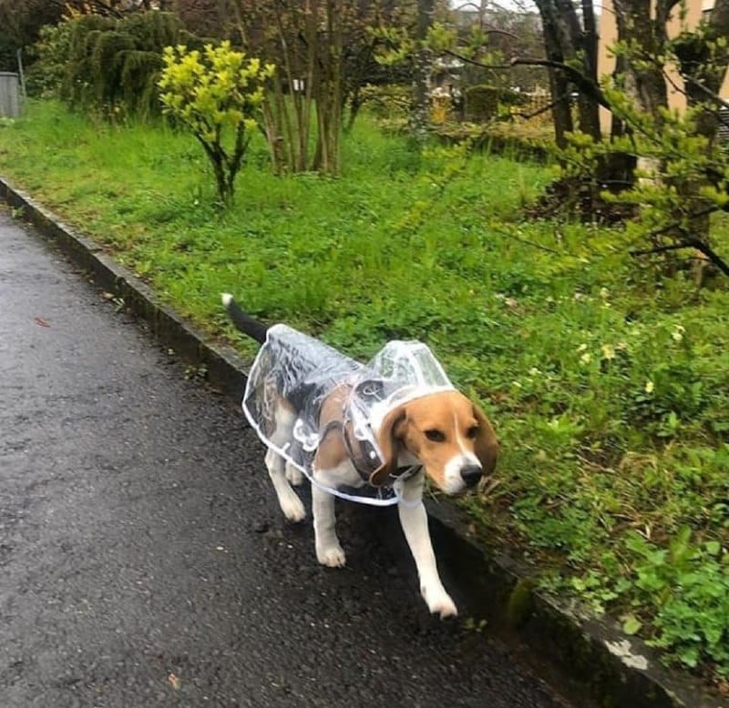 14 Funny Beagles Who Will Make You Smile - Page 2 of 3 - PetPress