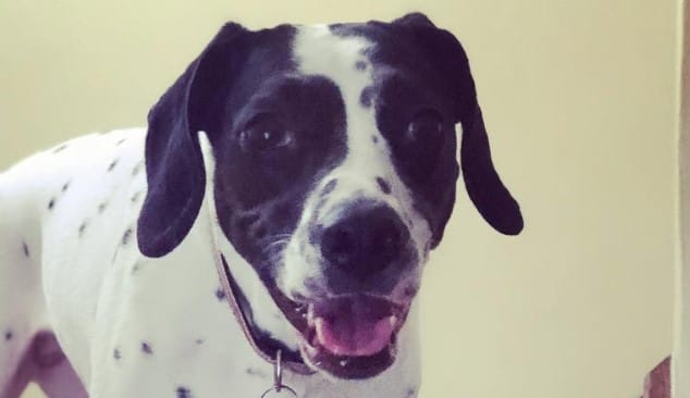 15 Dalmatian Mix Breeds – The Popular and Adorable Hybrid Dogs - PetPress