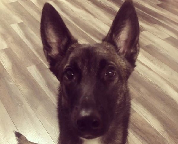 4 Belgian Malinois Mixes That'll Melt Your Heart - PetPress