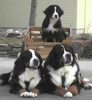 11 Newfoundland Mixes That'll Melt Your Heart - PetPress