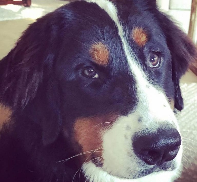 15 Bernese Mountain Dog Mixes You've Never Seen - PetPress