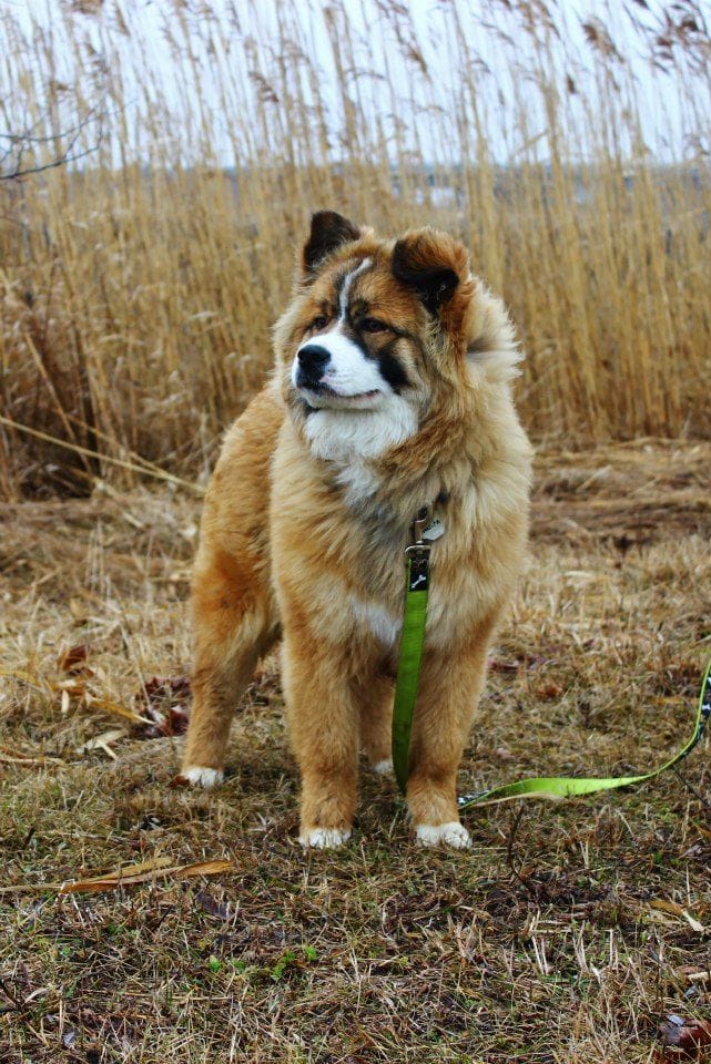 14 Chow Chow Mix Breeds That Are Unbelievably Cute!