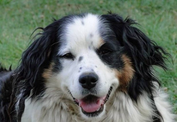 15 Bernese Mountain Dog Mixes You've Never Seen - PetPress