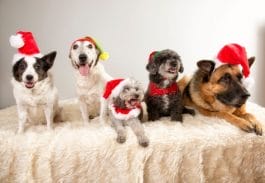 Top 150+ Christmas Dog Names: Holiday-themed Names For A Pet Dog