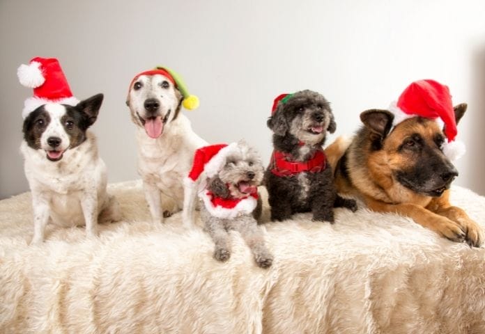 Top 150+ Christmas Dog Names: Holiday-themed Names For A Pet Dog