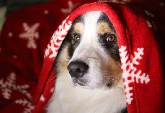 Top 150+ Christmas Dog Names: Holiday-themed Names For A Pet Dog