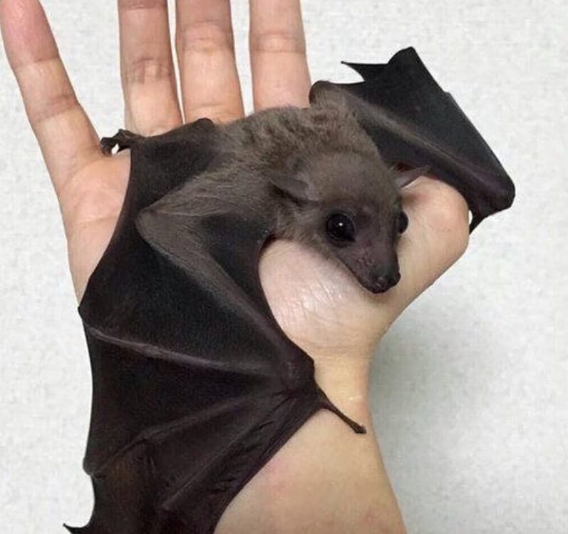 Top 200 Best Names for Pet Bats - PetPress