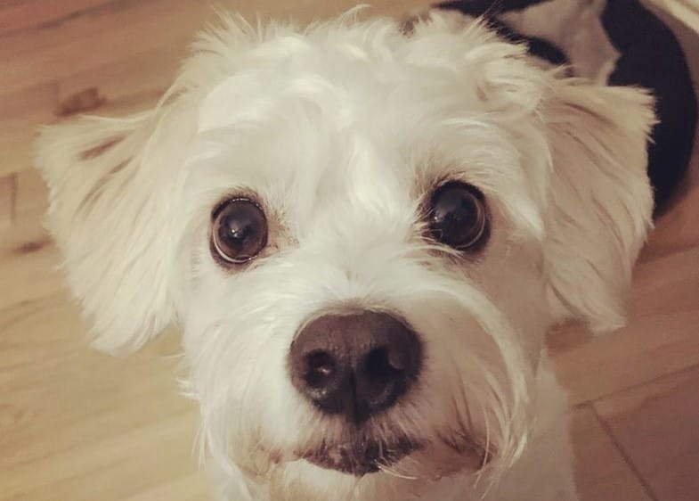 24 Bichon Frise Mixes: Bichon Frise Cross Breeds - PetPress