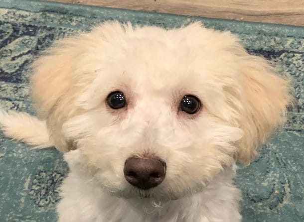 24 Bichon Frise Mixes: Bichon Frise Cross Breeds - PetPress