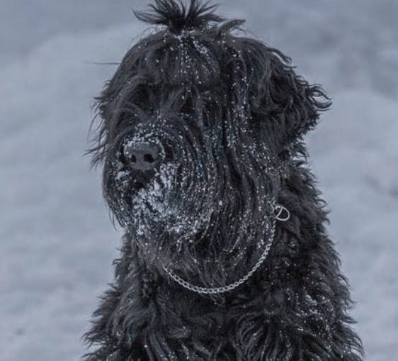 13 Irish Wolfhound Mix Breeds – The Popular and Adorable Hybrid Dogs ...