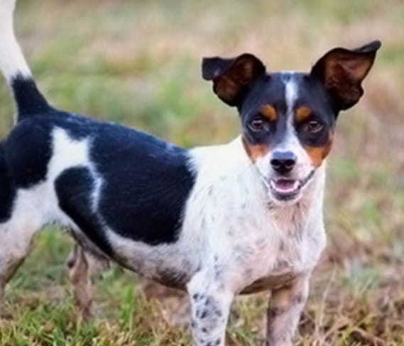 26 Times Rat Terriers Mixed With Other Breeds - PetPress