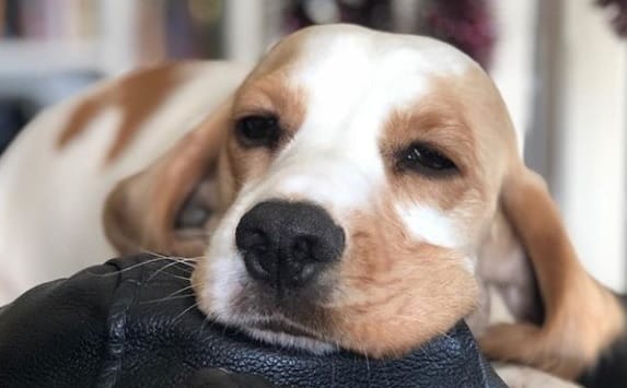 52 Cocker Spaniel Mixes That Are Absolutely Precious - PetPress