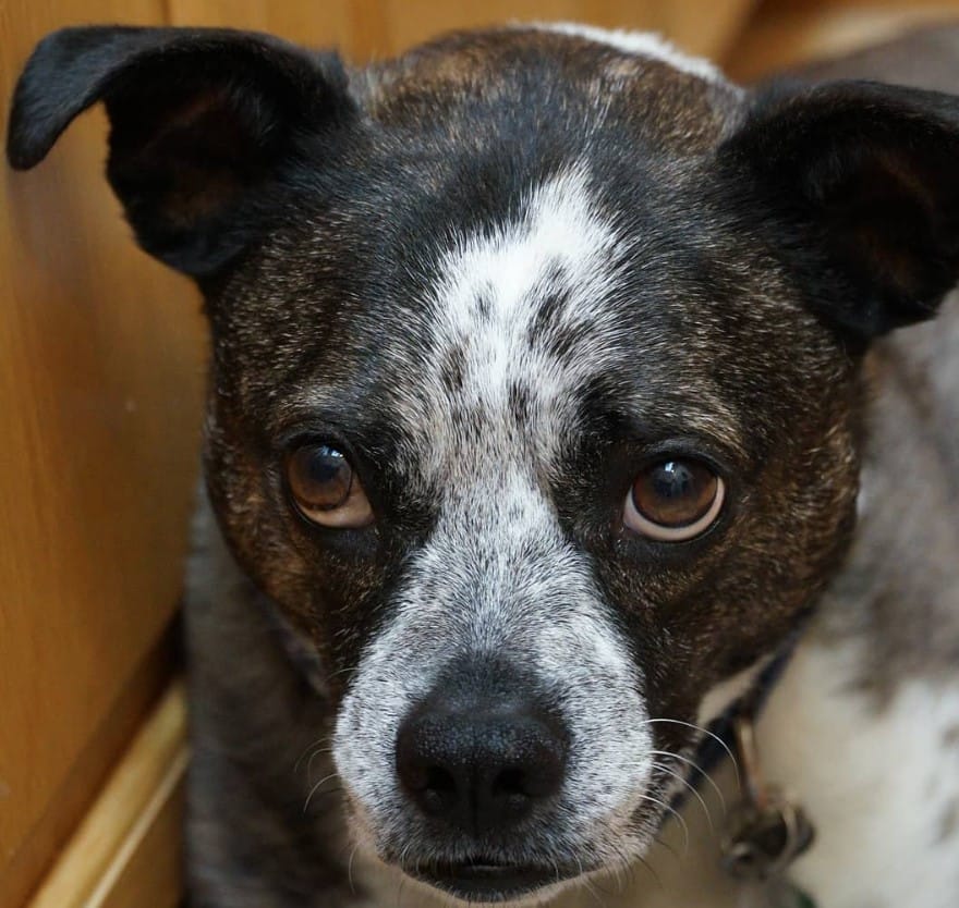 46 Of The Cutest And Funniest Boston Terrier Mixes - PetPress