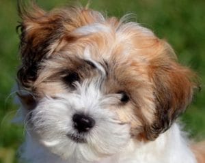 12 Bolognese Mix Breeds – The Popular and Adorable Hybrid Dogs - PetPress
