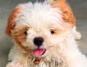 12 Bolognese Mix Breeds – The Popular and Adorable Hybrid Dogs - PetPress