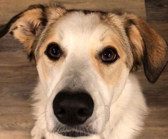 18 Great Pyrenees Mix Breeds – The Popular and Adorable Hybrid Dogs ...