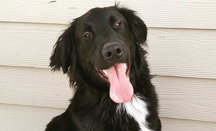 11 Newfoundland Mixes That'll Melt Your Heart - PetPress