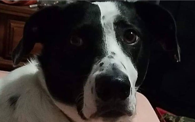 8 Times Pointers Mixed With Other Breeds - PetPress