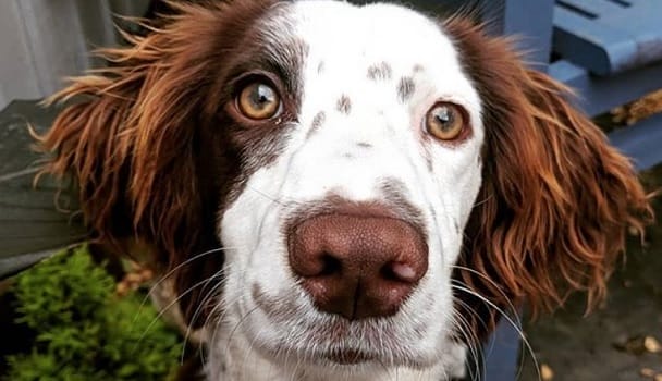 The 14 Funniest Springer Spaniel Memes of the Day! - PetPress