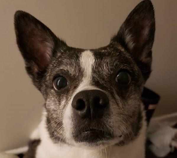 46 Of The Cutest And Funniest Boston Terrier Mixes - PetPress