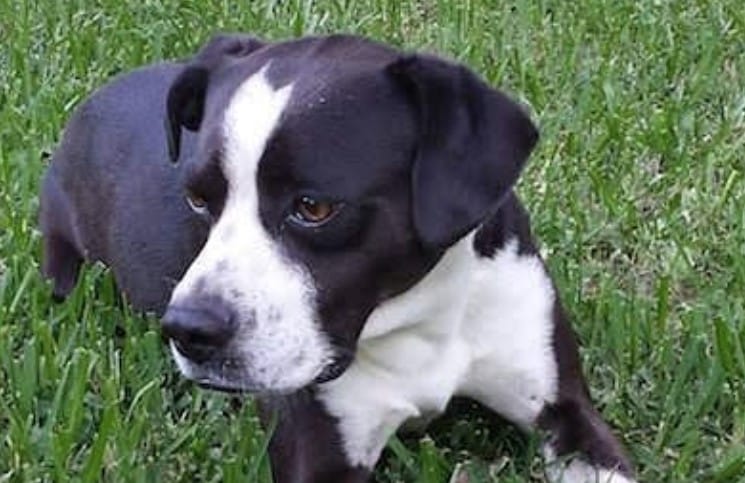 16 Weimaraner Mixes That'll Melt Your Heart - PetPress