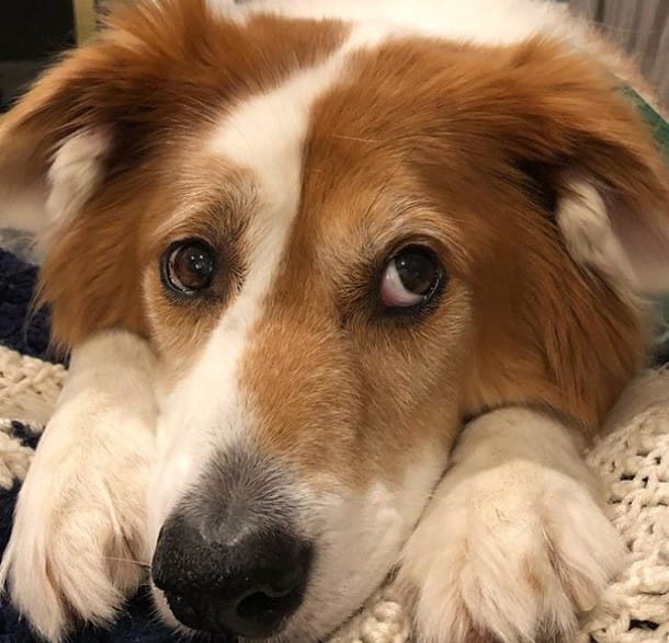 46 Of The Cutest And Funniest Boston Terrier Mixes - PetPress