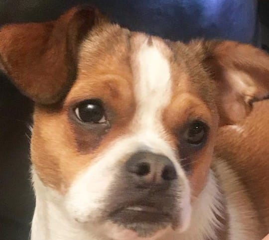 35 Papillon Mix Breeds – The Popular and Adorable Hybrid Dogs - PetPress