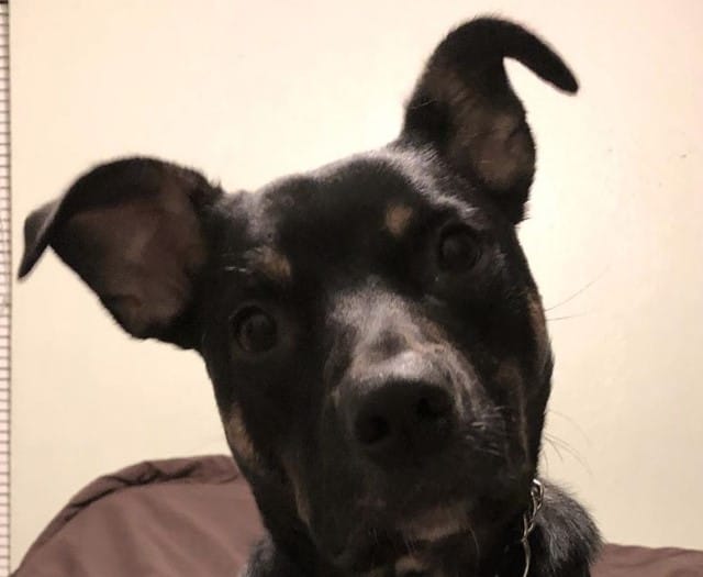 46 Of The Cutest And Funniest Boston Terrier Mixes - PetPress