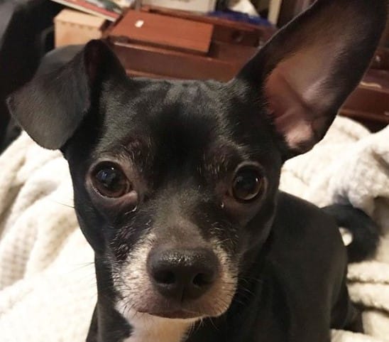 46 Of The Cutest And Funniest Boston Terrier Mixes - PetPress