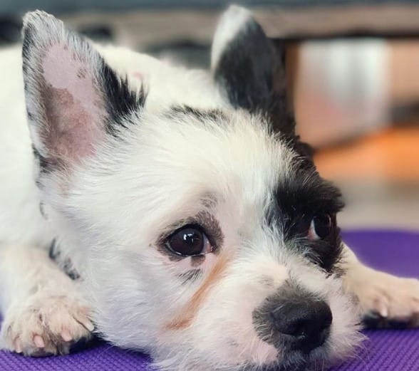 32 Maltese Mix Breeds – The Popular and Adorable Hybrid Dogs - PetPress