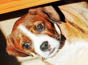 46 Of The Cutest And Funniest Boston Terrier Mixes - PetPress