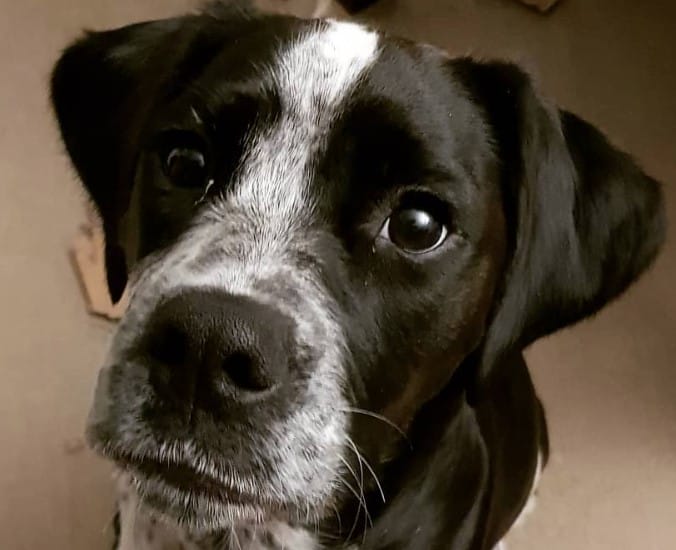 8 German Shorthaired Pointer Mix Breeds – The Popular and Adorable ...