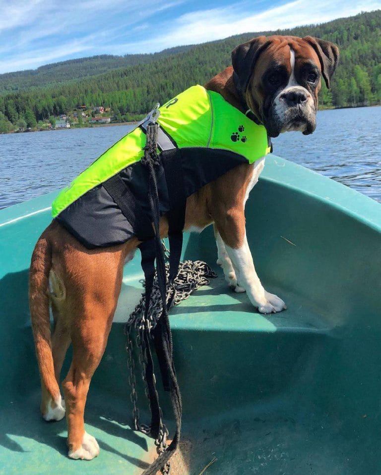16 Boxers Having the Best Day at the Beach Ever - PetPress