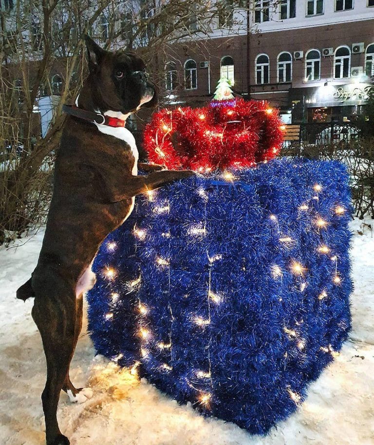 16 Photos That Will Tell How Boxers Love Spending Their Winter Holidays ...